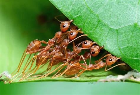 5 Fascinating Ant Colony Behaviors Insect Lore
