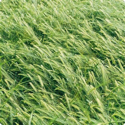 Adrenal Thyroid And Hormonal Support Md Prescriptives