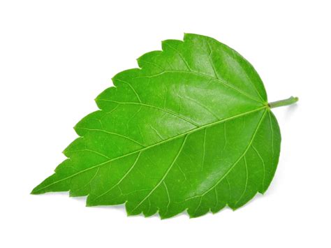 Hibiscus Tree Leaf