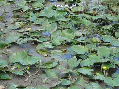 Foraging Texas Spatterdock