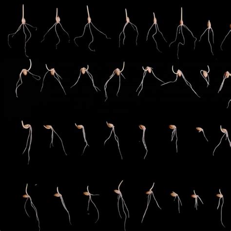 Seminal Root Growth Rate 10 Days Average And Angle First Pair Of