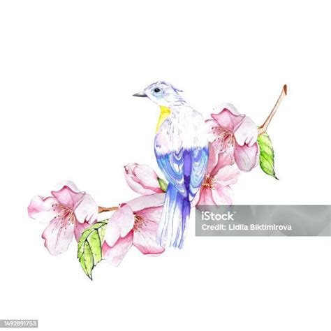 수채화 요소 집합입니다 숲의 새 꽃 주니퍼 엽서와 디자인을 위한 장미 엉덩이 0명에 대한 스톡 벡터 아트 및 기타 이미지 0명 공휴일 꽃 나무 Istock