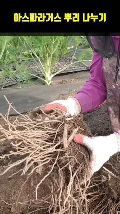 아스파라거스 뿌리 나누기 아스파라거스종근 번식법 Shorts Youtube
