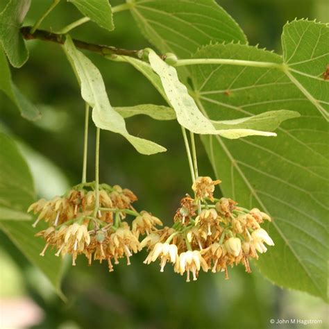 American Linden Trees For Sale At Arbor Days Online Tree Nursery