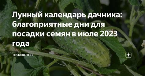 Лунный календарь дачника благоприятные дни для посадки семян в июле 2023 года Прецедент ТВ Дзен