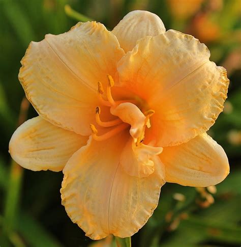 Daylily Hemerocallis Peach Pebbles In The Daylilies Database