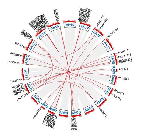 Duplicated Gene Pairs Among Ahomts Out Of 116 Genes 42 Are Duplicated Download Scientific