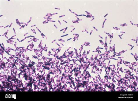 Clostridium Tertium
