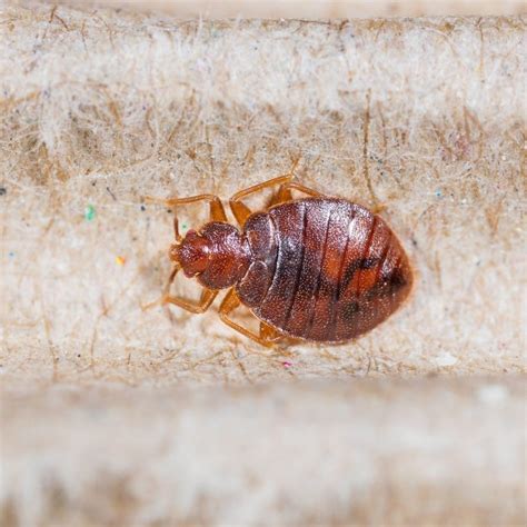 Does Bleach Kill Bed Bugs Plus Alternatives 2025 Todays Homeowner