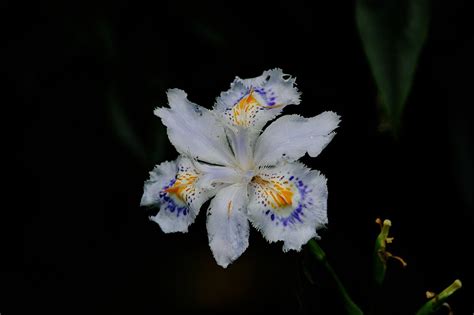 花 鸢尾 虹膜 Pixabay上的免费照片 Pixabay