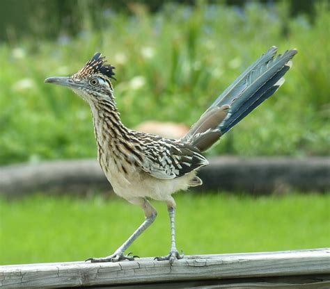 Greater Roadrunner Bird Of The Week Little Wild Streak