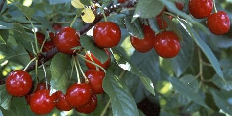 Cerisier Autofécond Evans Mi Sucre Tige Cerisier Cherry Tree