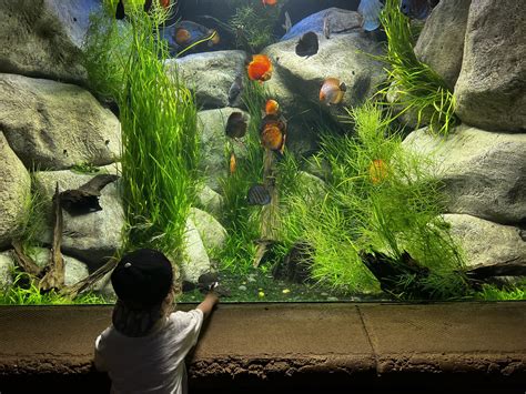 Long Island Aquarium Celebrates 25 Years With 25 Weeks Of Offers And