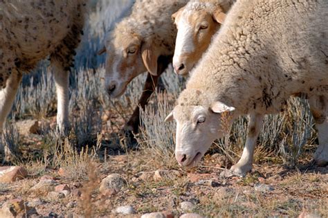 메마르고 바위가 많은 들판에서 풀을 뜯고 있는 작은 양 떼가 클로즈업되어 있습니다 마을의 양들이 들판에서 풀을 뜯고 있습니다 양고기와 양모 판매 에코 팜 0명에 대한 스톡