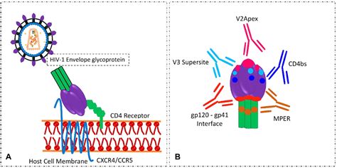 Hiv Antibodies During Seroconversion At Victoria Jenkins Blog