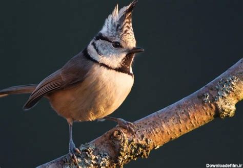 عکس پس زمینه کامپیوتر با کیفیت بالا