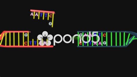 Recombinant Dna Animation Recombinant Dna Animation