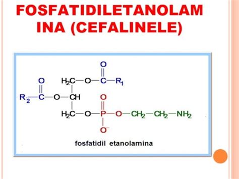 E322 Lecithin Infocons