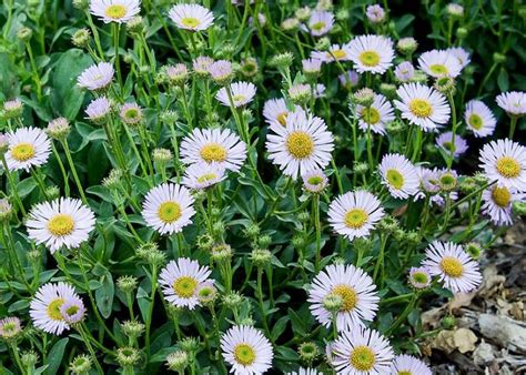 Erigeron Glaucus Wayne Roderick Seaside Daisy Planting Guide