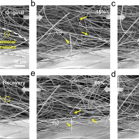In Situ Observation Of The Microstructure Evolution During The Loading Download Scientific