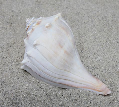 Atlantic Whelk Seashell Medium To Large Shells California Seashell Company