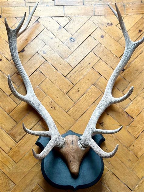 Antique Red Deer Royal Stag Antlers Mounted With Wooden Skull On