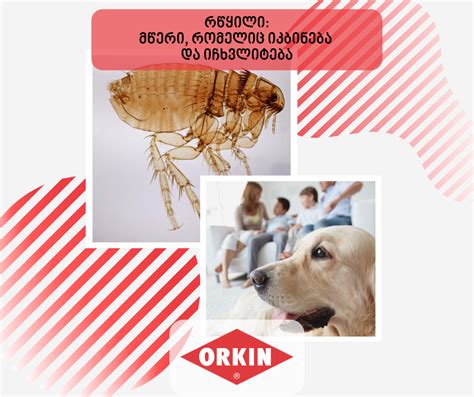 Orkin Georgia • ორკინი საქართველო 🦟 გაზაფხულზე ბუნებასთან ერთად იღვიძებს მწერი რომელიც