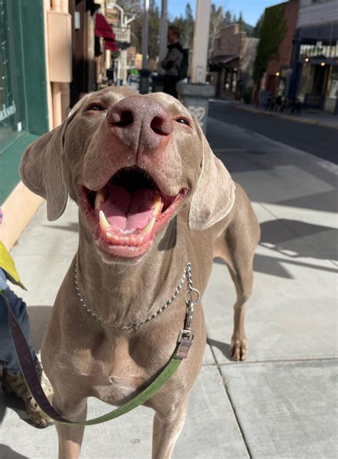 One Happy Weim Rweimaraner