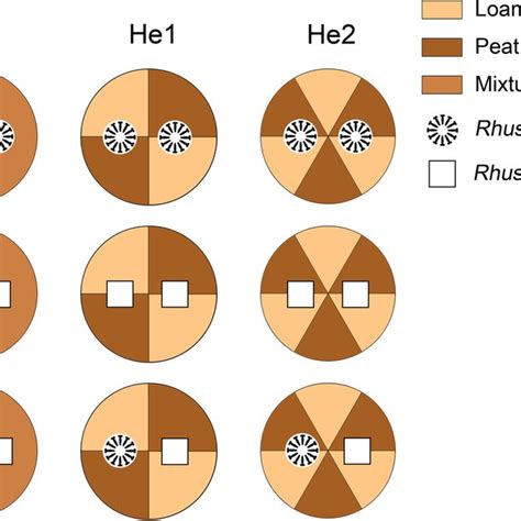 Schematic Representation Of The Three Substrate Types With Different Download Scientific