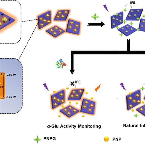 Schematic Diagram Of Glu Activity Monitoring And Inhibitor Screening Download Scientific