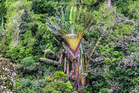 Photo Totem Introduces Ravenala Tree In Mauritius Island