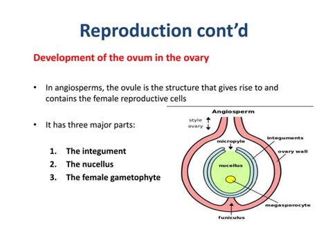 Angiosperms Flowering Plants Powerpoint Presentation Ppt