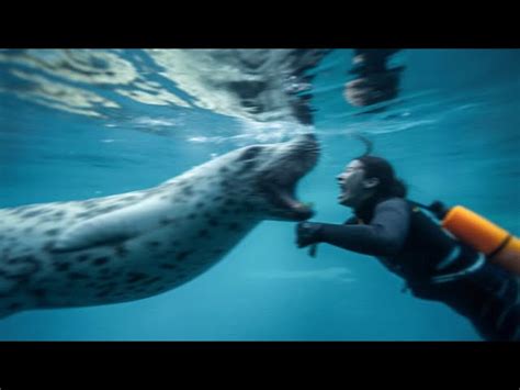 Leopard Seal Compared To Human