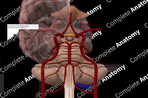 Posterior Cerebral Artery Complete Anatomy