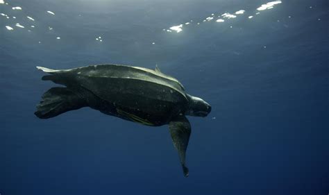 Leatherback Sea Turtle