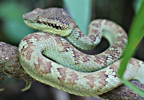 Malabar Pit Viper Facts And Pictures