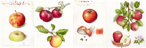 Apples Realistic Botanical Drawings In Steps Draw Botanical LLC