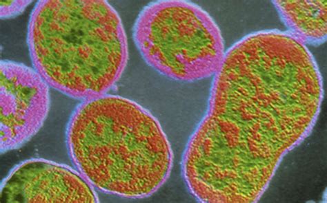 Brucellosis What Is Brucellosis