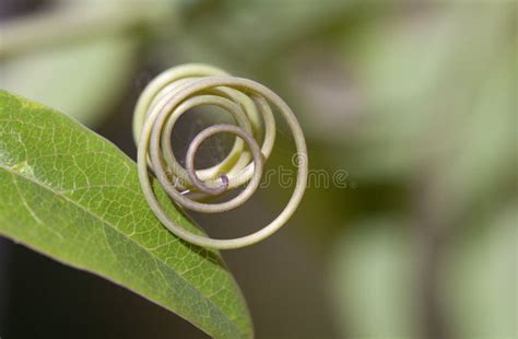 Twirls In Tendrils Stock Image Image Of Spring Coils 61404299