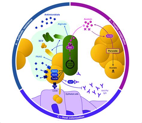 Cooperative Behaviors Between Pseudomonas Aeruginosa And