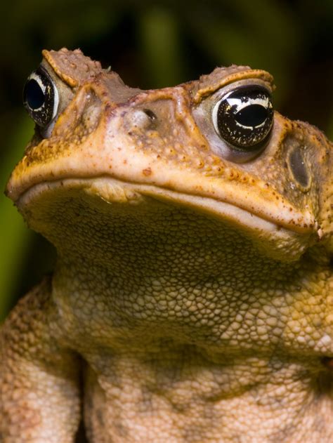 The Secret Weapon In Australias Toxic Cane Toad War Daily Telegraph