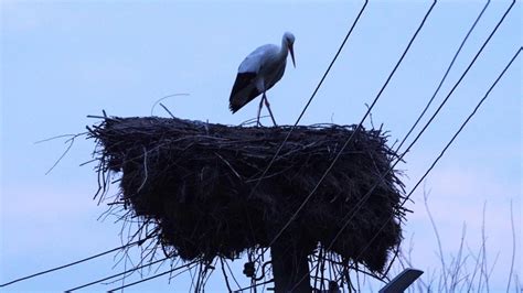 Без дом след хиляди километри Премахнаха гнездо на щъркели в Лом