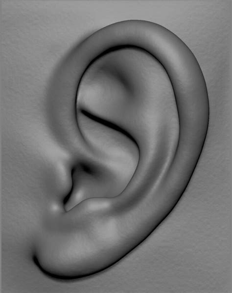 Hands Covering Ears Reference At Isaac Macquarie Blog