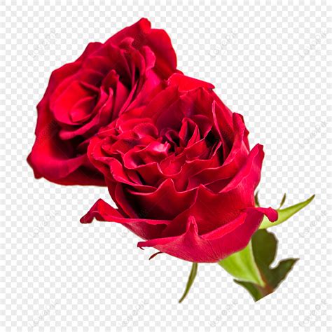 두 개의 빨간 장미 꽃 투명 배경 사진 그림결혼혼인 Png 일러스트 무료 다운로드 Lovepik