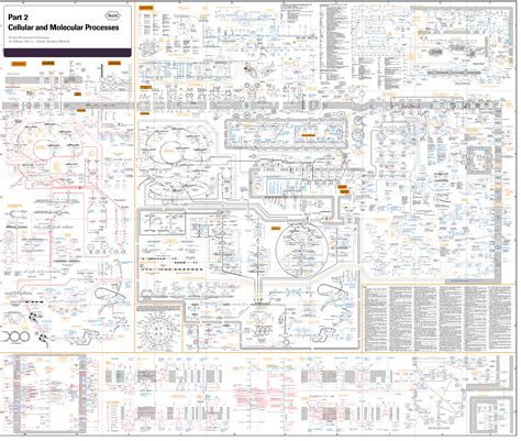 Github Zijunh Roche Biochemical Pathway Generator Generates A Downloadable Full Size Image Of