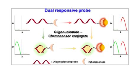 Oligonucleotide Chemosensor Conjugate As A Dual Responsive Detection Platform And Its