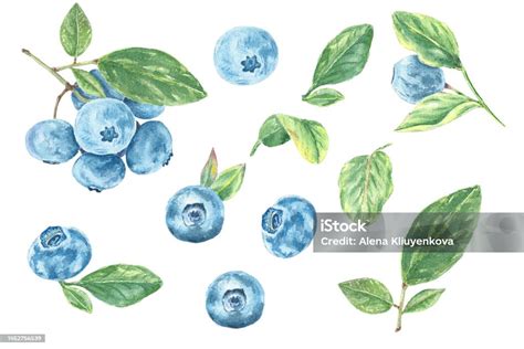 수채화 블루베리 클립아트 그림입니다 손으로 그린 식물 스타일 격리 된 숲 베리 결혼식에 사용 하기 위해 흰색 배경에 나뭇잎이있는
