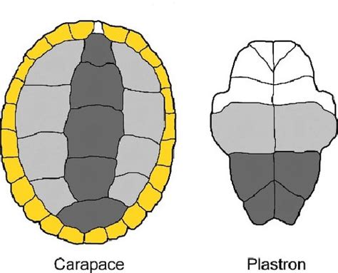 Turtle Shell Anatomy Flashcards Quizlet
