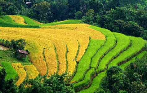 Vietnamese Terraced Fields Fields Farmland Terrace