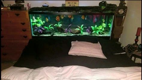 My Dream Headboard Hands Down This 125gal Tank At The Top Of A Queen